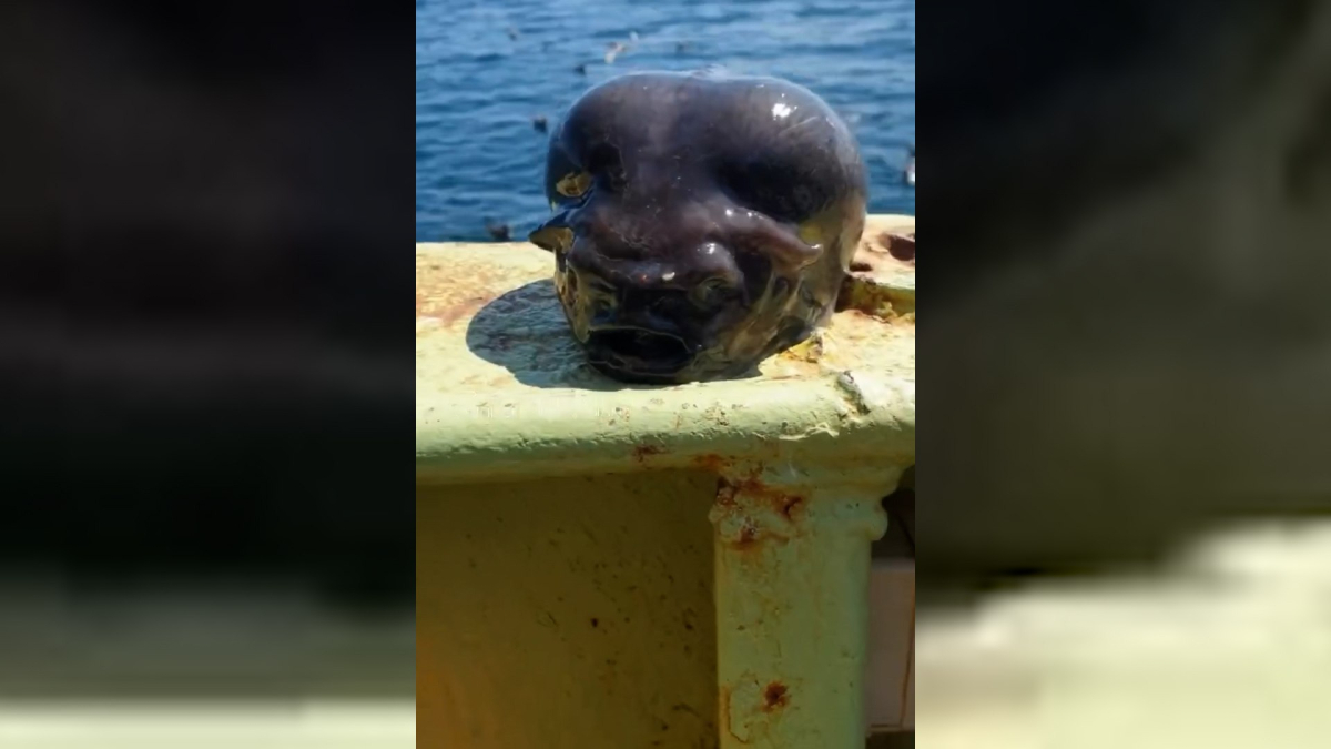 Un extraño pez 'alien' es capturado en las costas de Rusia