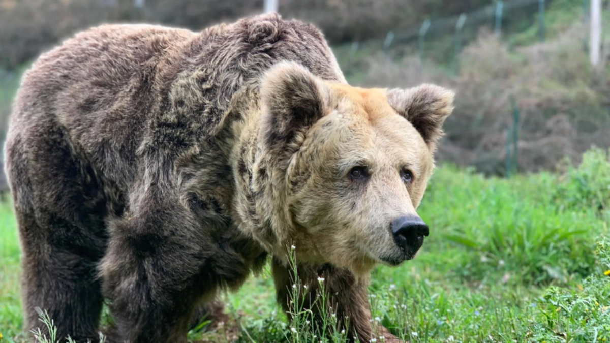 ¿Quién era la osa Paca? El animal del que se ha despedido el Real Oviedo