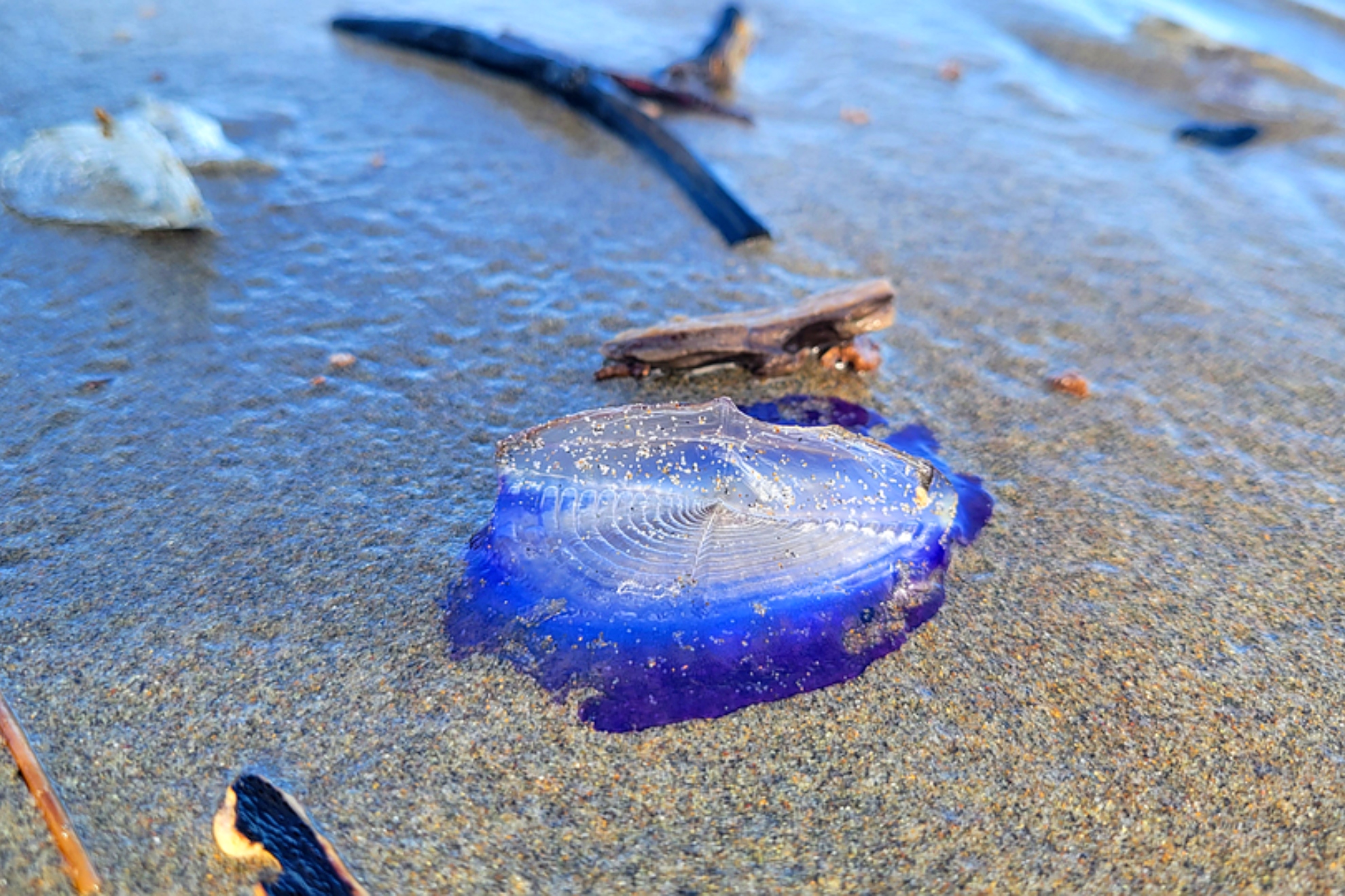 Total confusion in California over mysterious blue creatures that have ...