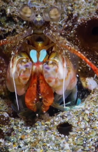 Neither the gorilla nor the elephant: this is the strongest animal in ...