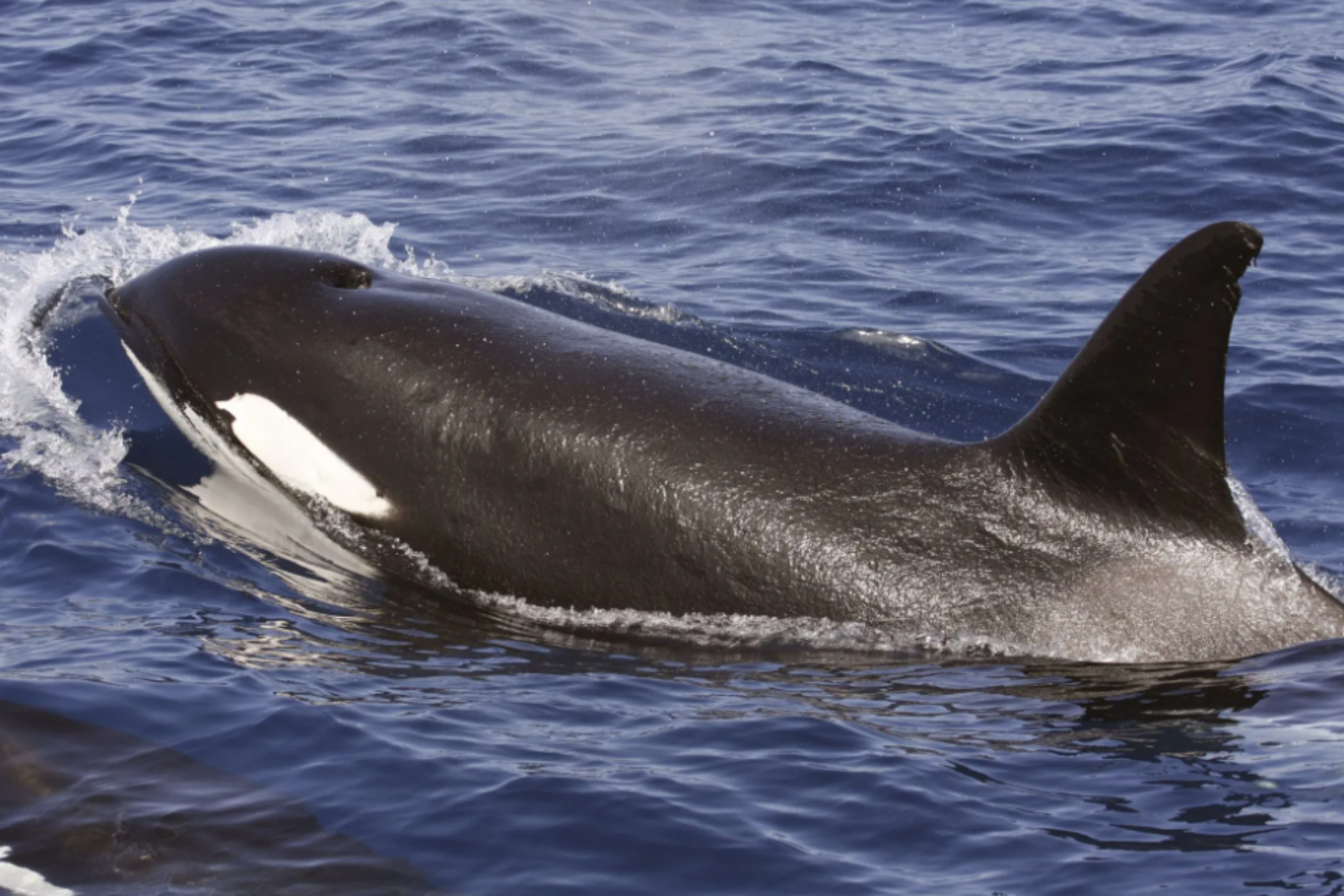 Sorpresa por el comportamiento de las orcas en distintas partes del ...