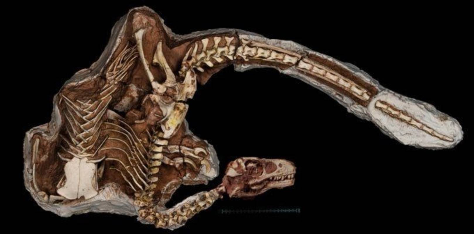 Se parece al velociraptor pero se trata de una nueva especie ...